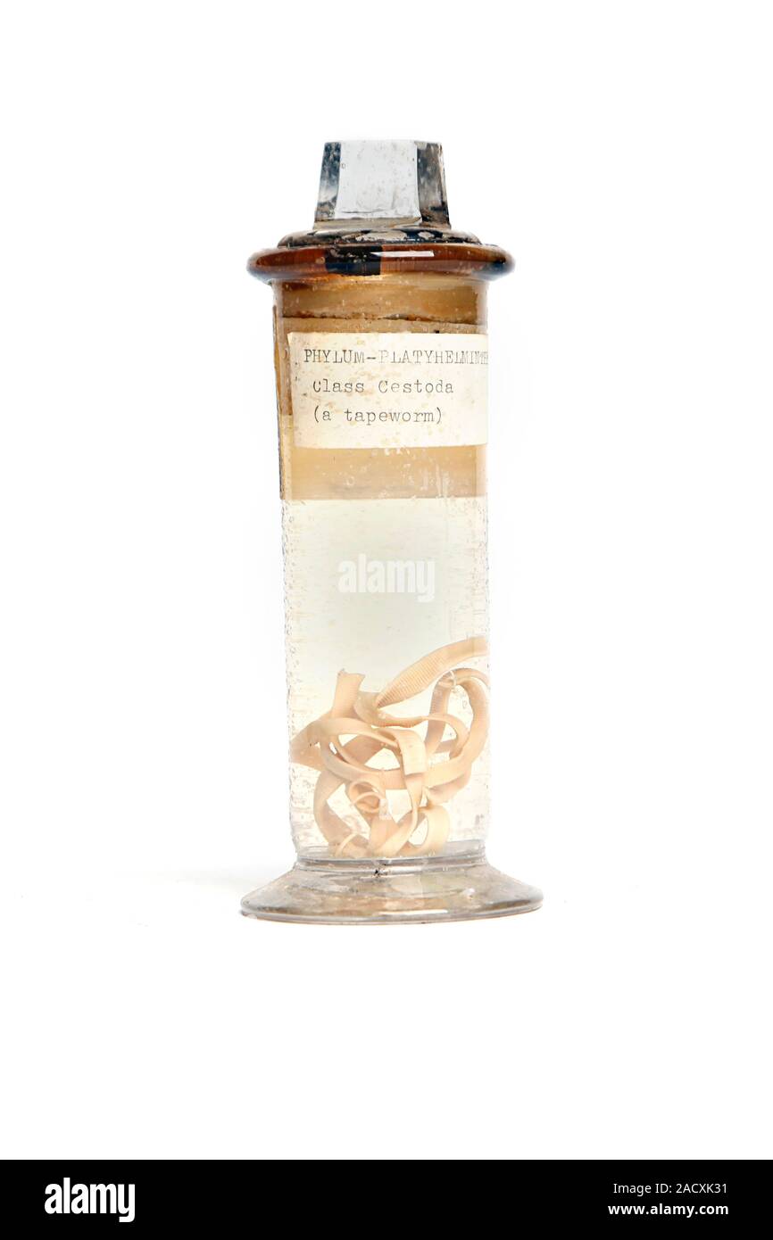 19th century preserved specimen of a tapeworm Stock Photo - Alamy