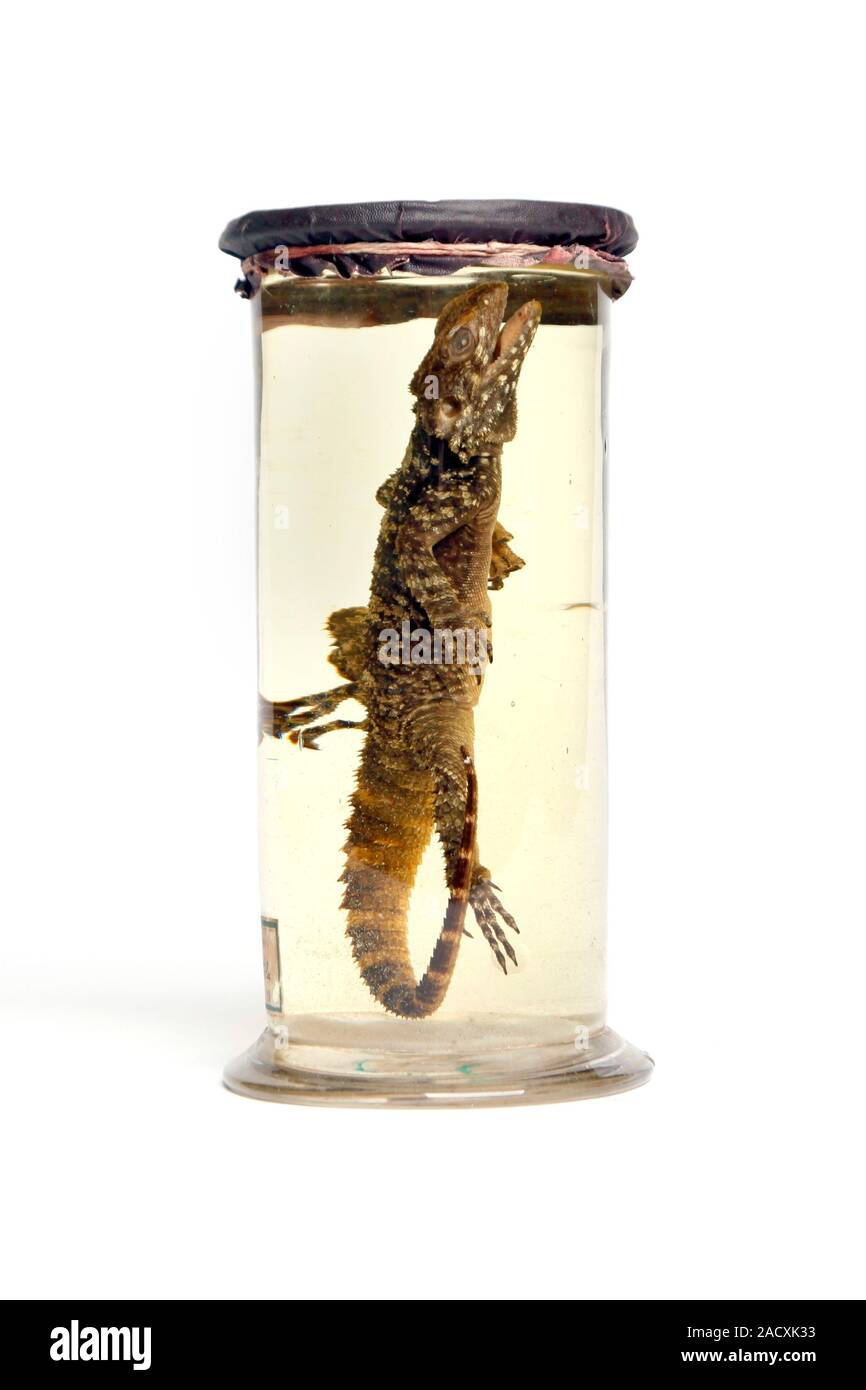 19th century preserved specimen of a lizard from Venezuela Stock Photo ...