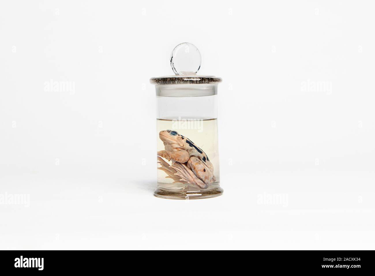 19th century preserved specimen of a frog Stock Photo - Alamy