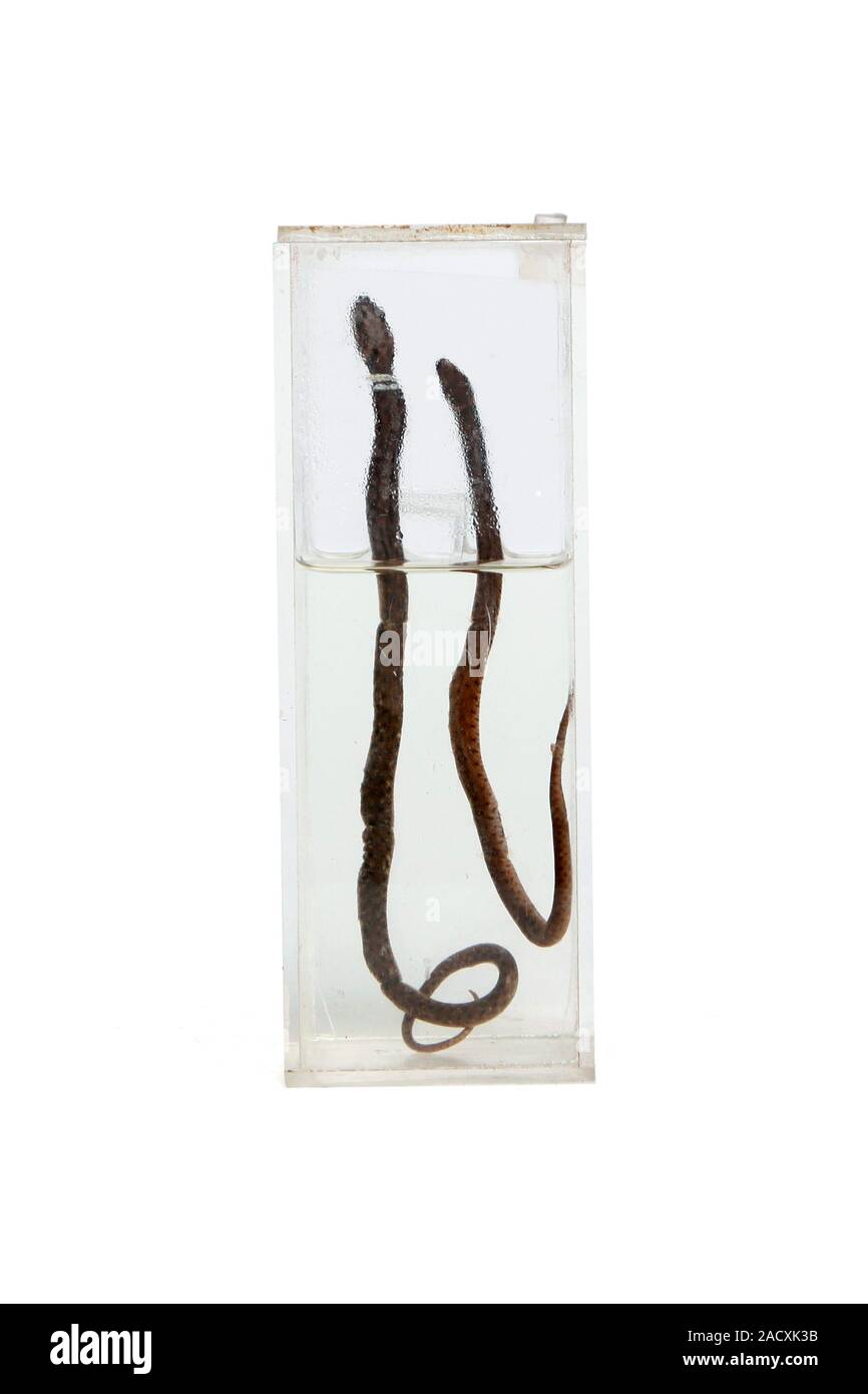 A pair of snakes. 19th century preserved specimens Stock Photo - Alamy