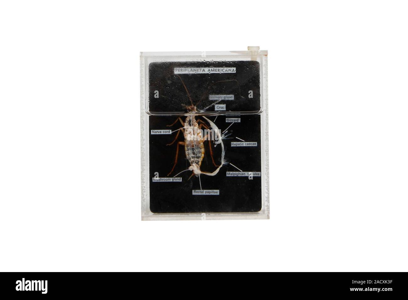 Preserved specimen of the American cockroach (Periplaneta americana ...