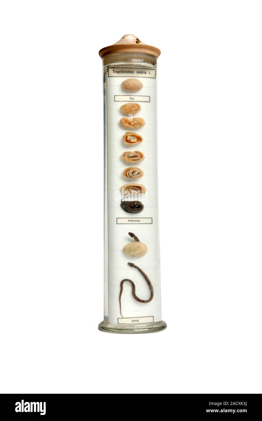 Developmental stages of a grass snake (Tropidonotus natrix, or Natrix ...