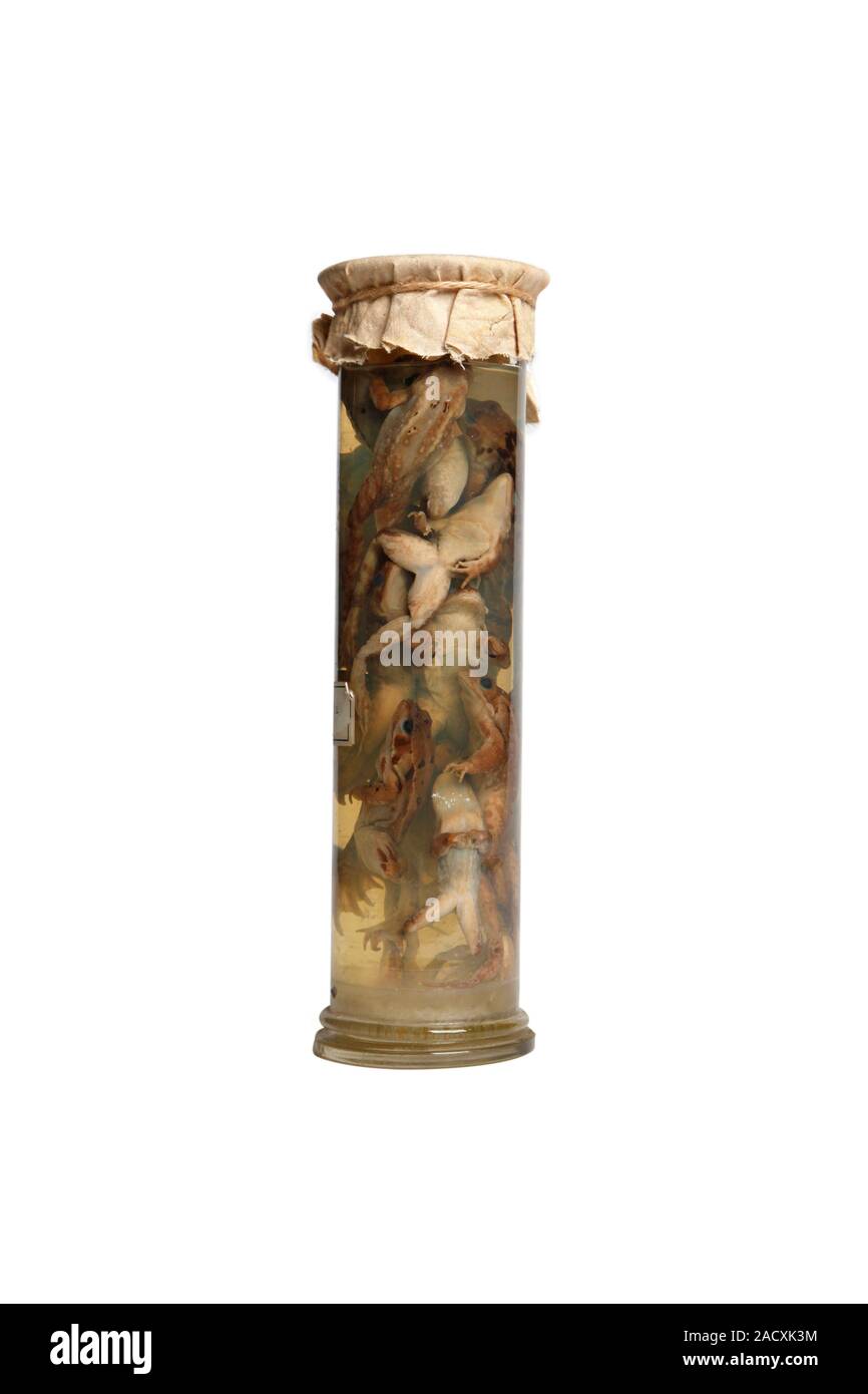 Jar of preserved frogs. 19th century specimens Stock Photo - Alamy