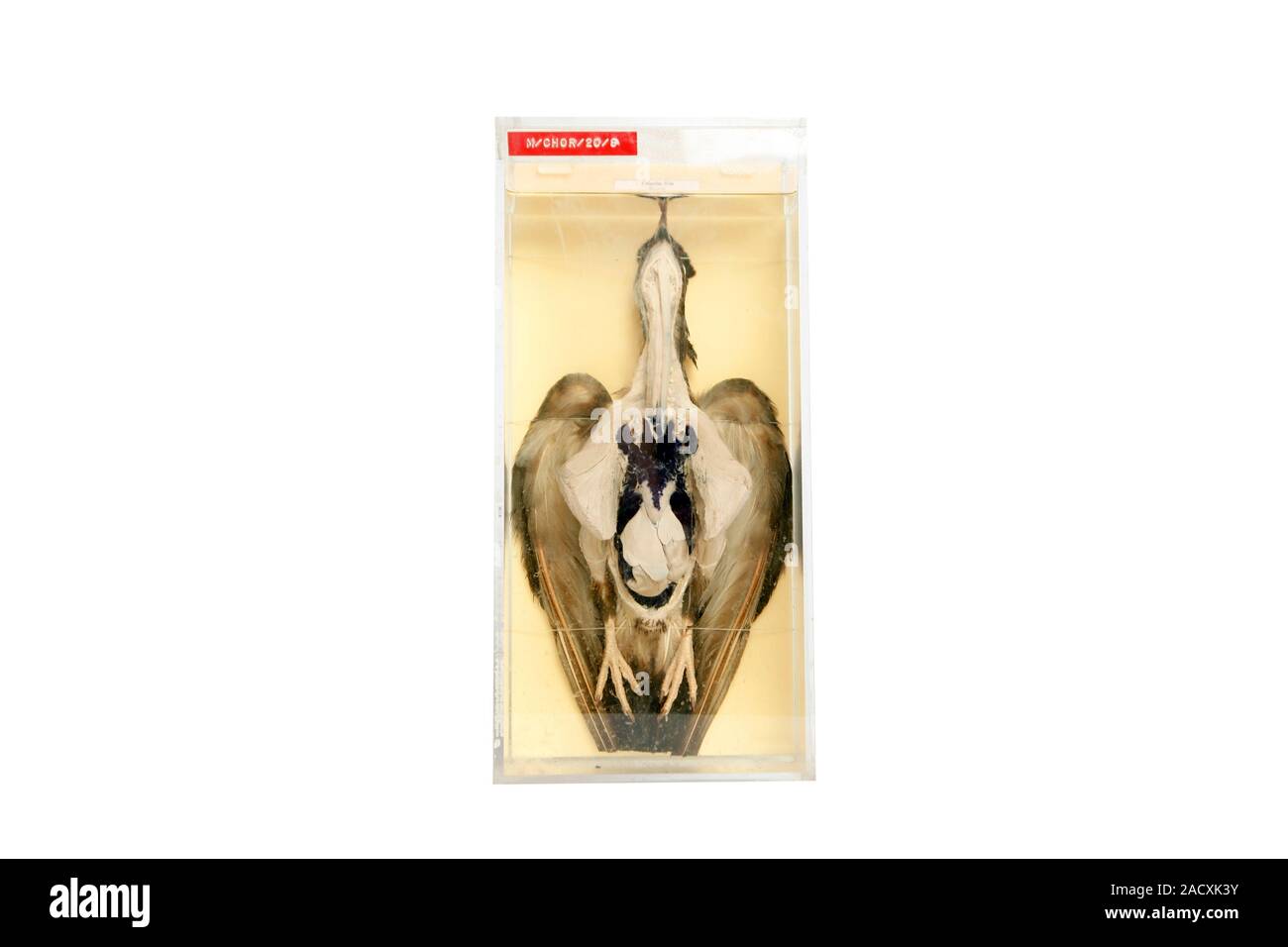 A dissected pigeon. 20th century preserved specimen Stock Photo - Alamy