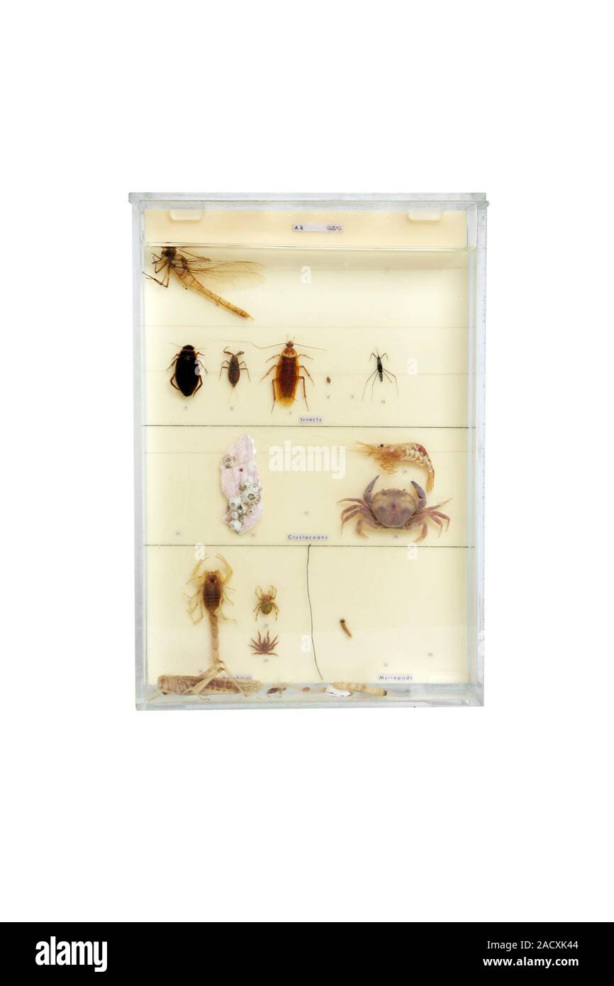 Preserved examples of invertebrates including insects, crustaceans ...