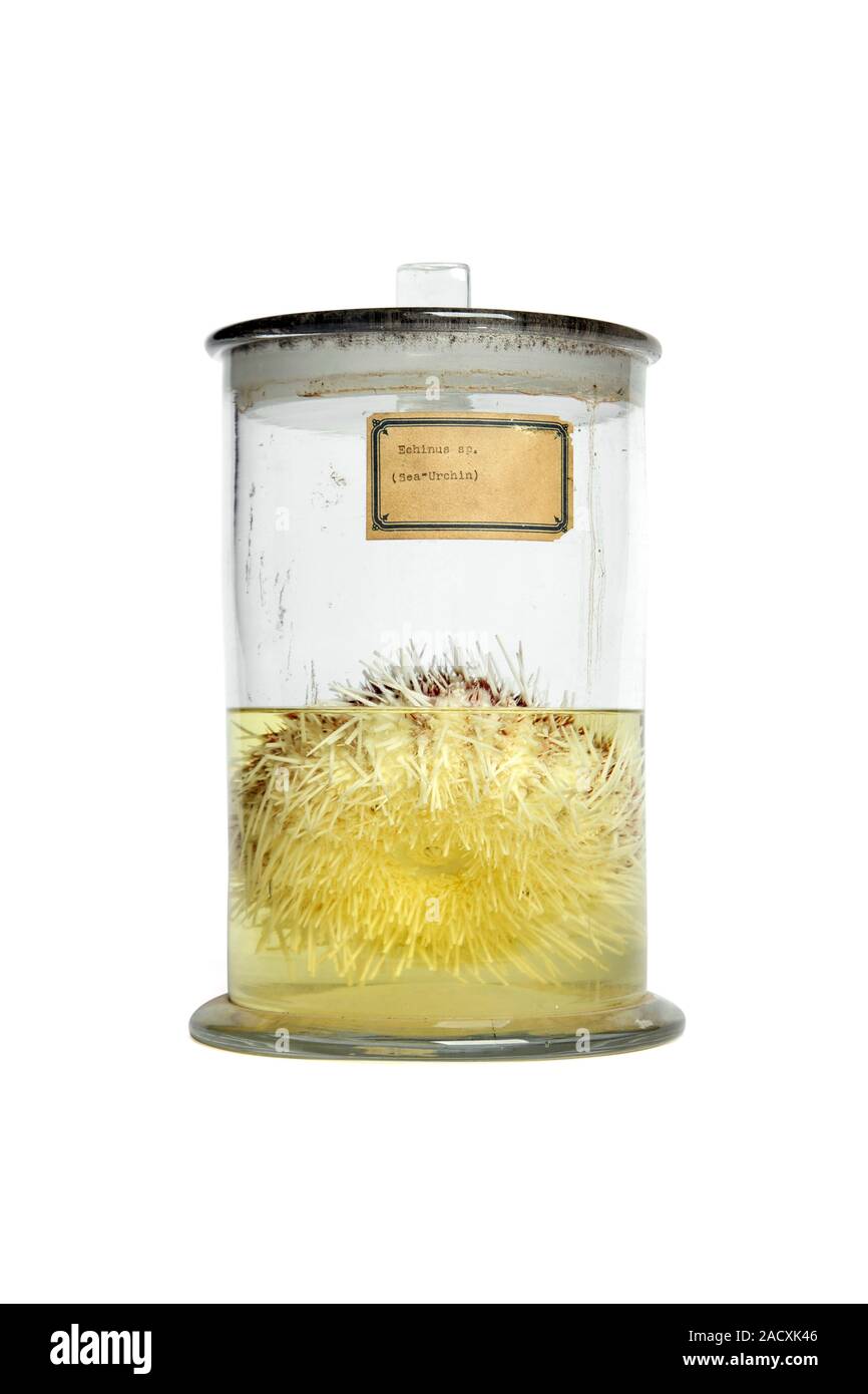 A preserved sea urchin (Echinus sp.). 19th century specimen Stock Photo ...