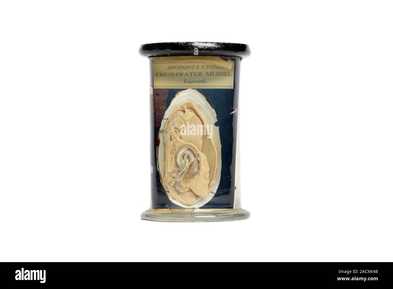 A preserved freshwater mussel (Anodonta cygnea), known as the swan ...