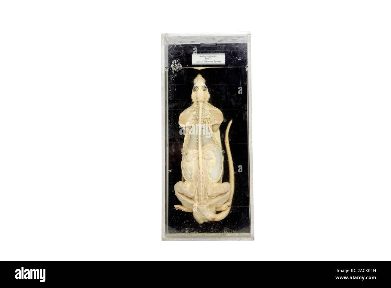 A rat dissected to display the nervous system showing the brain, spinal ...