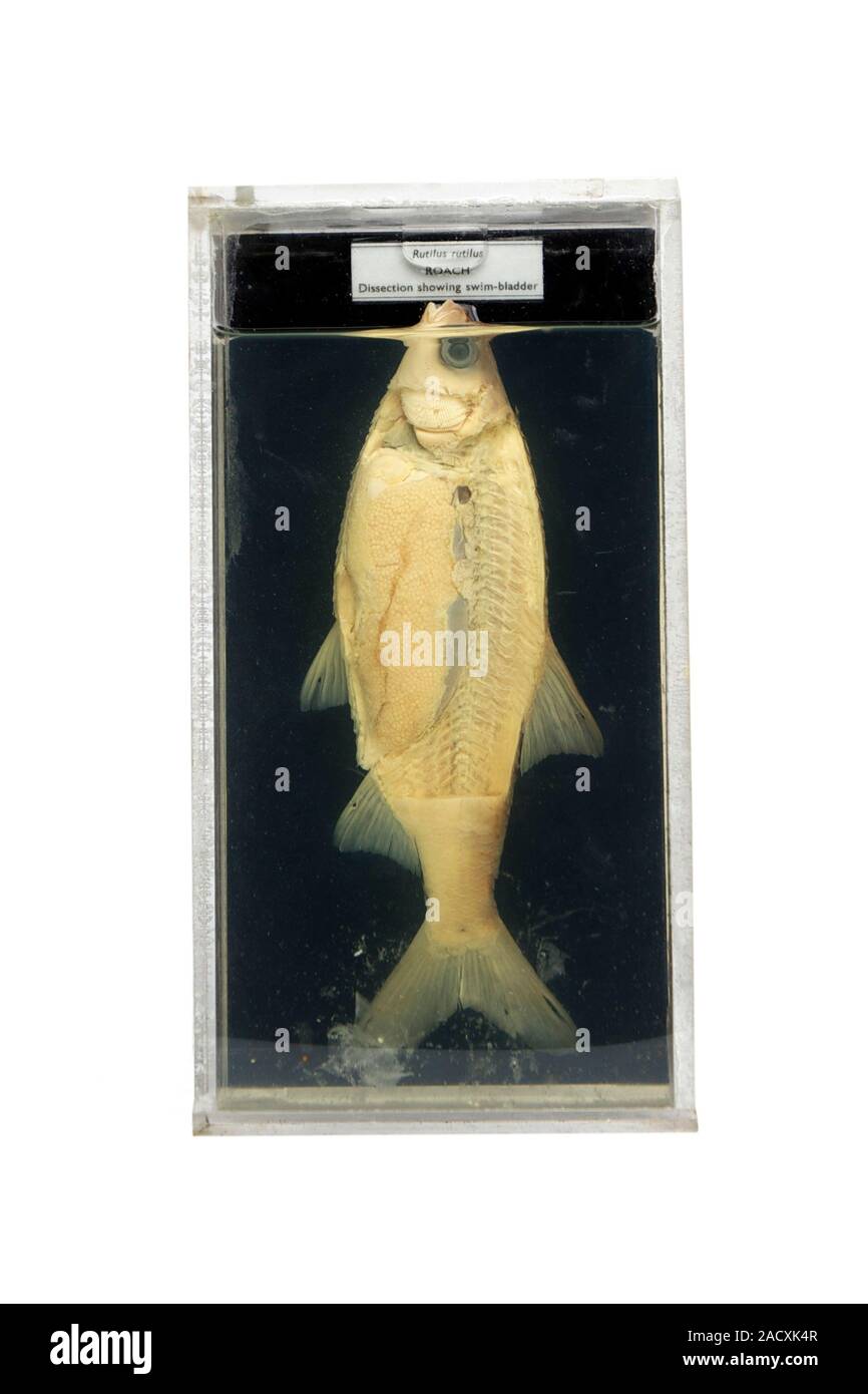 Preserved Roach Rutilus Rutilus Dissected To Show The Swim Bladder 19th Century Specimen