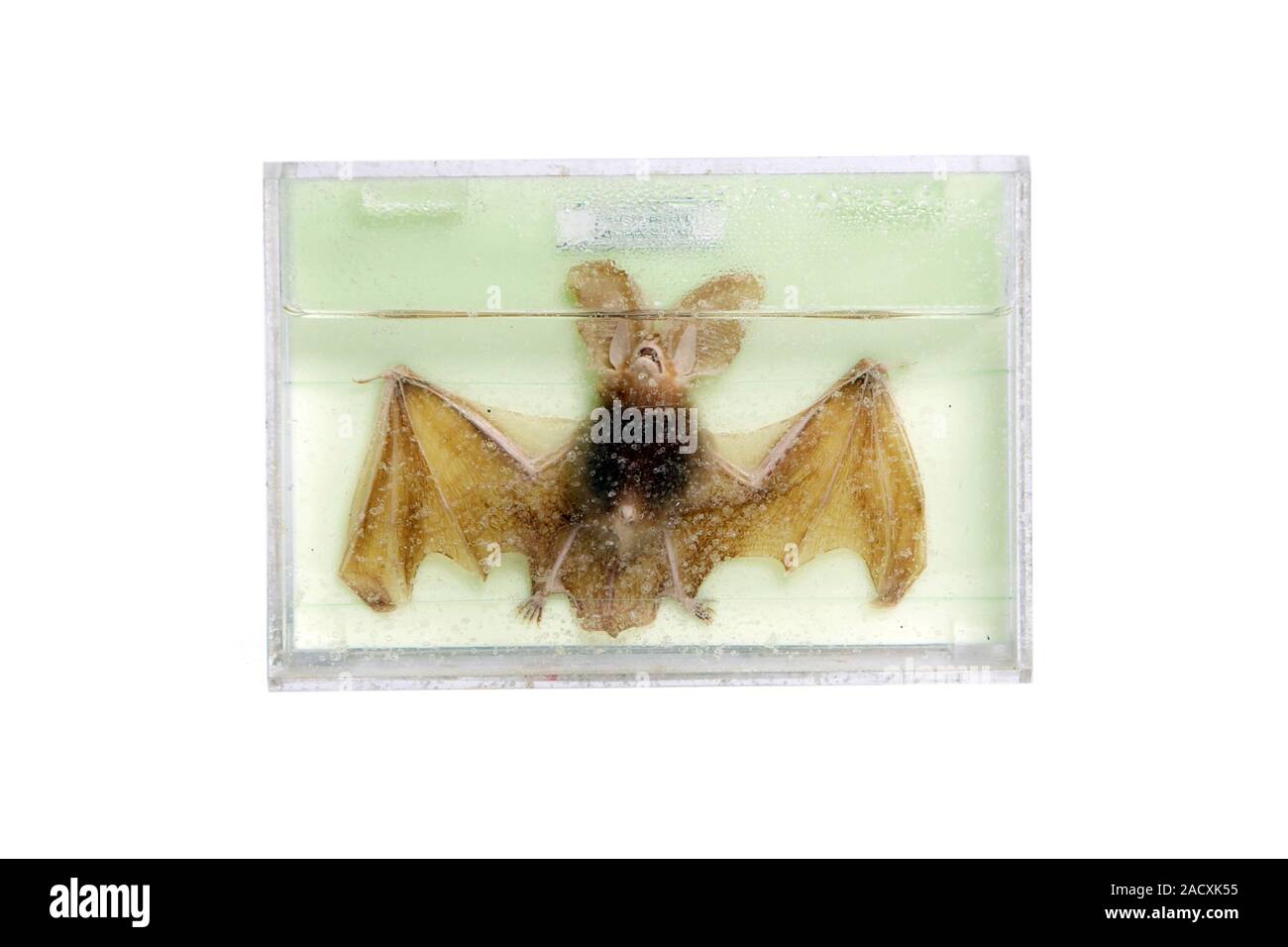 A preserved bat. 19th century specimen Stock Photo - Alamy