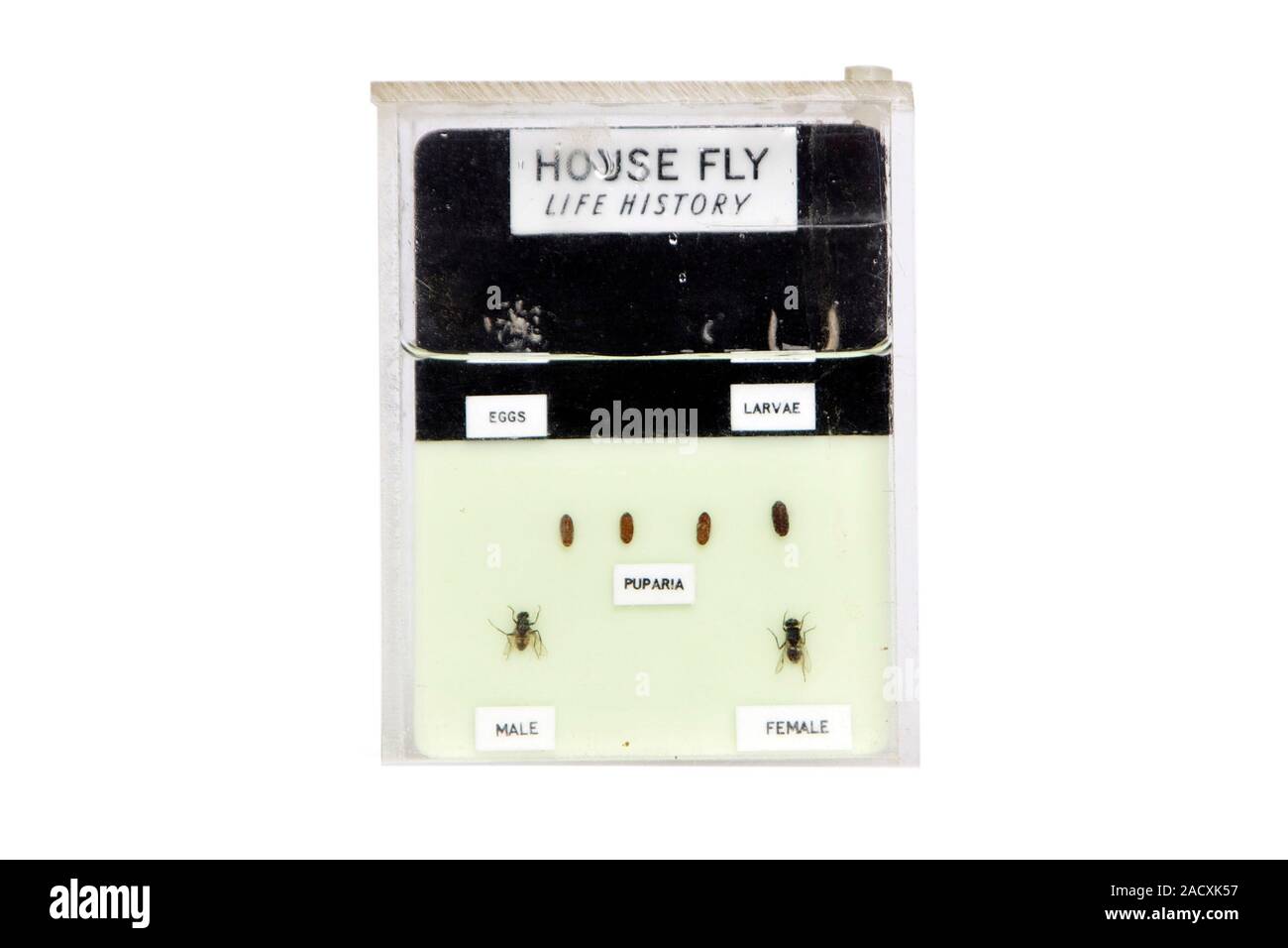 Life cycle of the housefly (Musca domestica) showing male and female ...