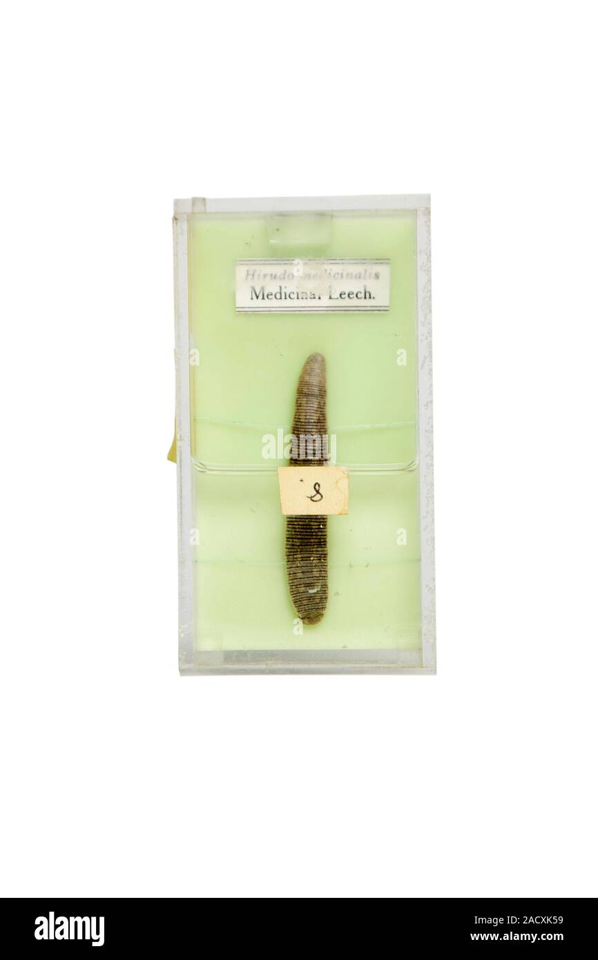 20th century preserved specimen of a medicinal leech (Hirudo ...