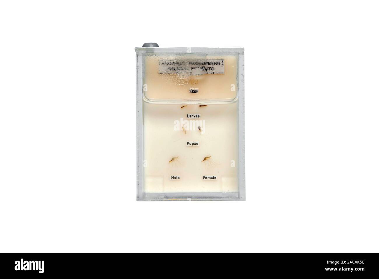 The life cycle of the malaria mosquito Anopheles sp.) showing eggs ...