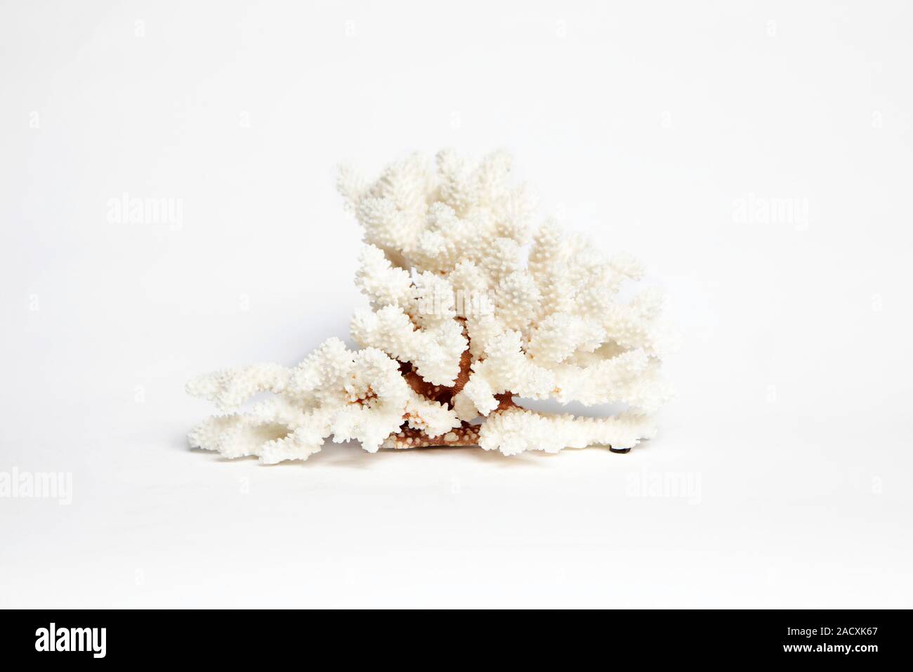 Specimen of coral Stock Photo - Alamy