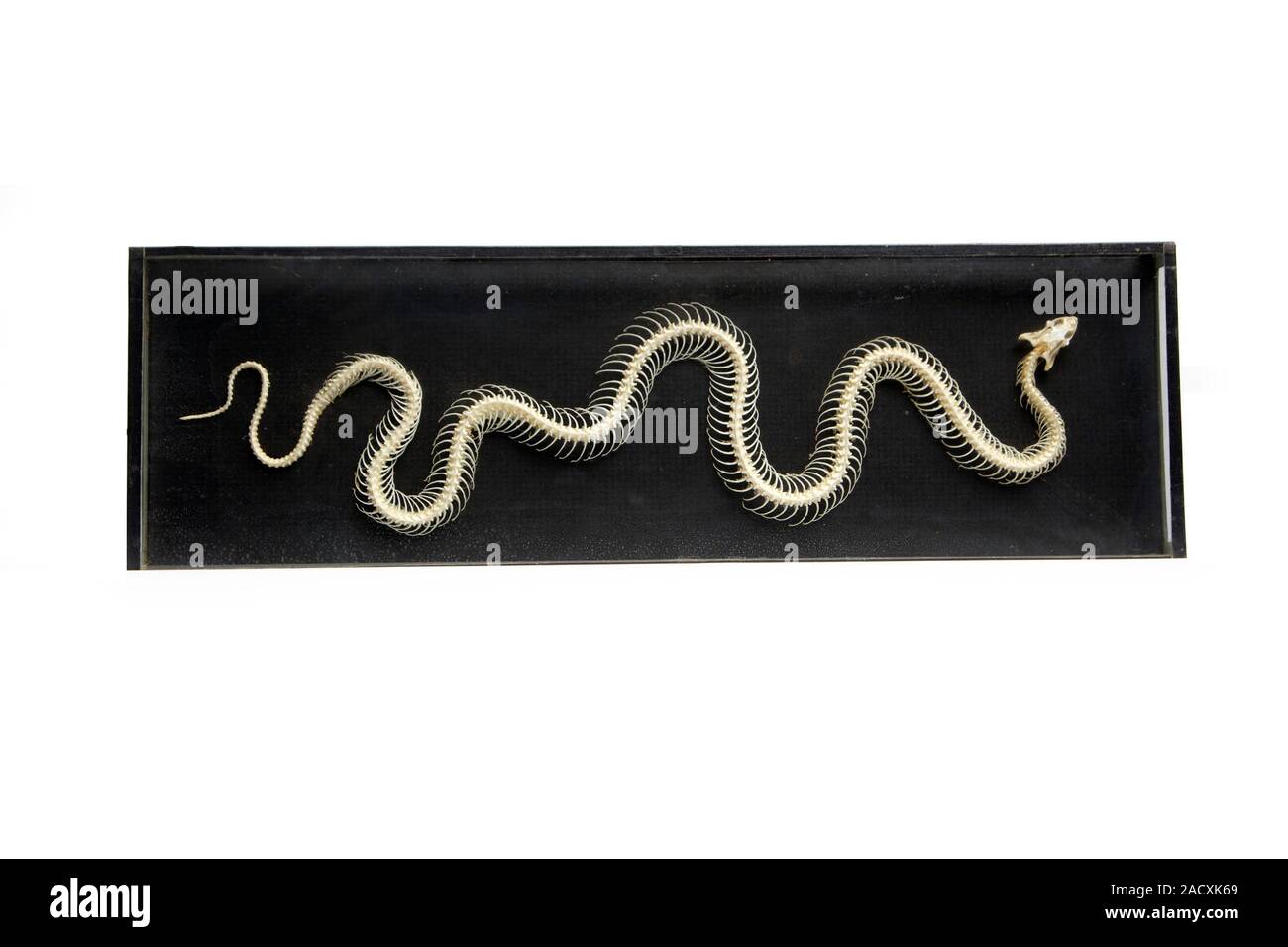 A snake skeleton. 20th century preserved specimen Stock Photo - Alamy