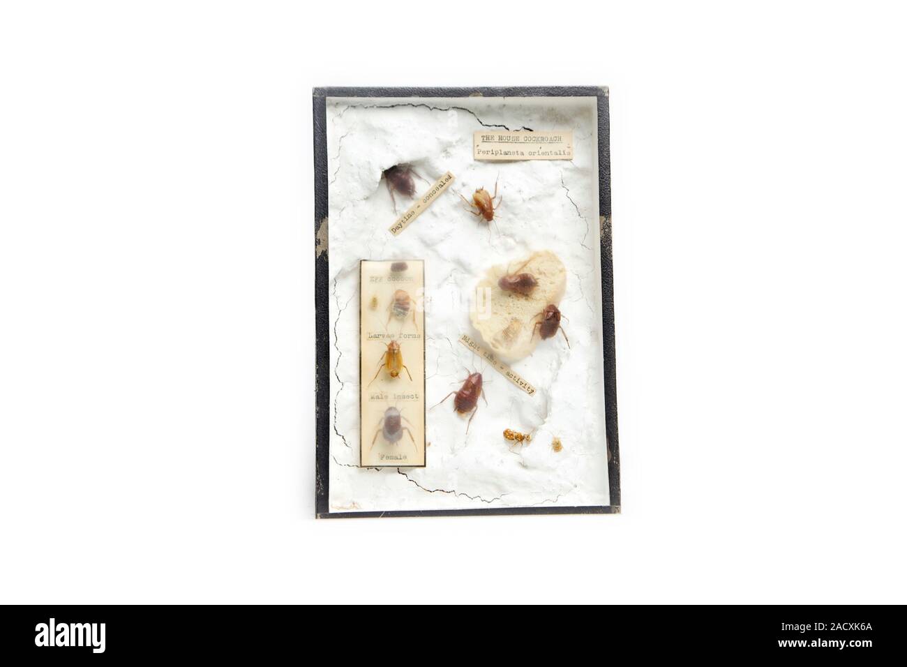 Preserved life cycle stages of the cockroach including egg case, nymph ...