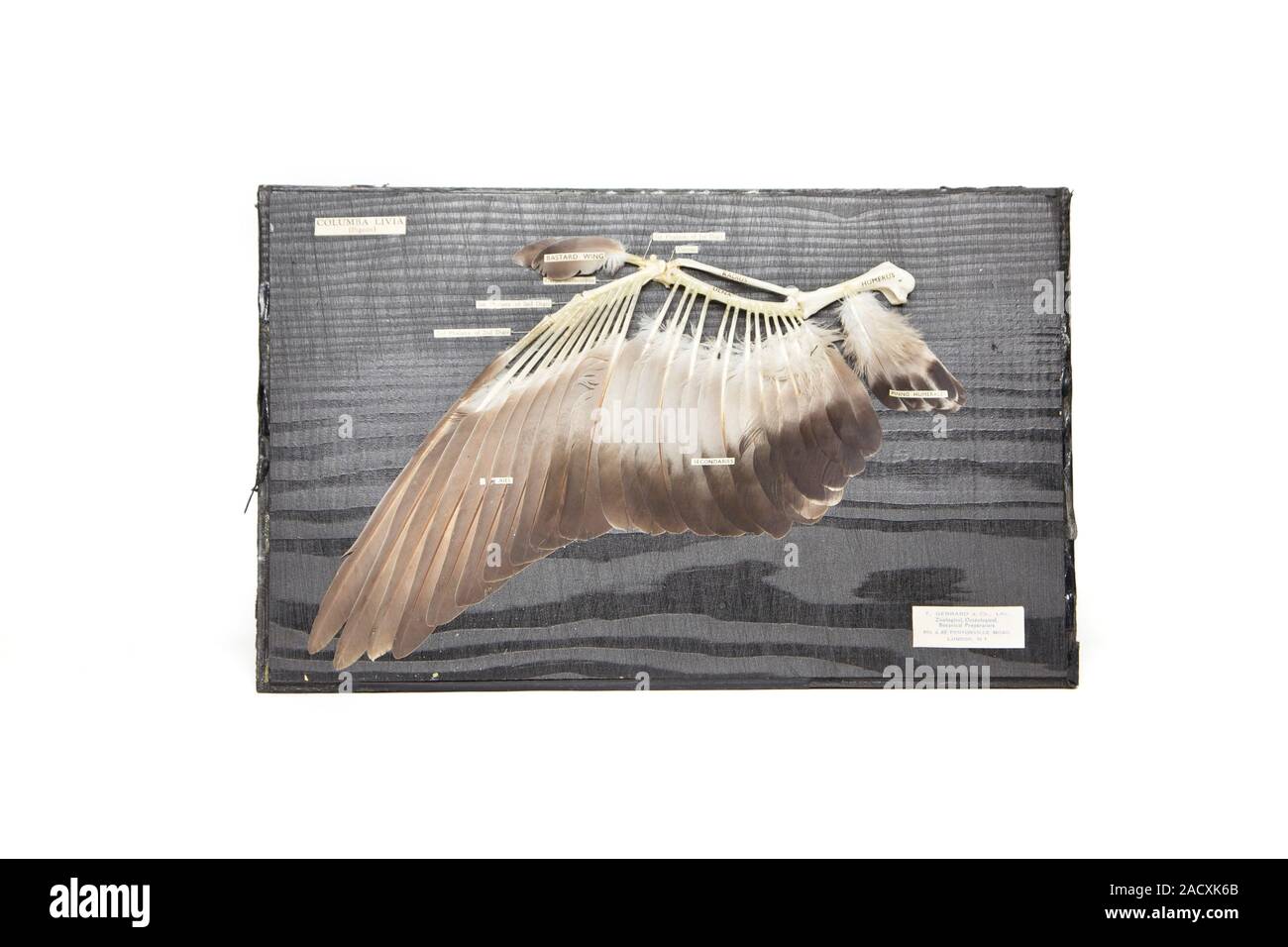 A pigeon's wing labelled to show its anatomy. 20th century specimen ...