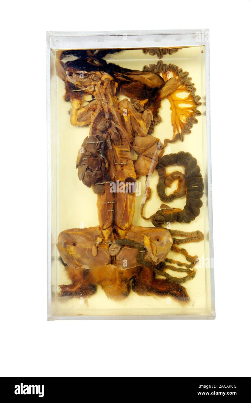 A dissected male rabbit. 19th century preserved specimen Stock Photo ...