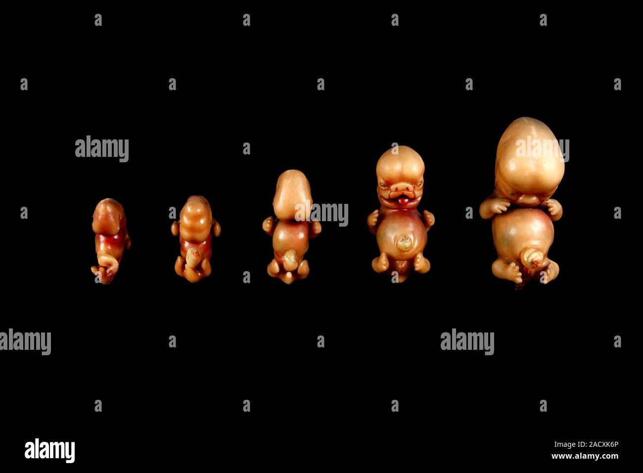 Wax anatomical models of development of human embryo and foetus. The ...