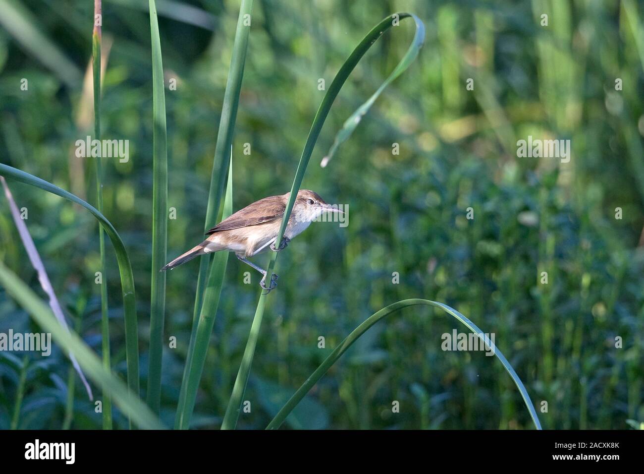 Reed warblers hi-res stock photography and images - Alamy