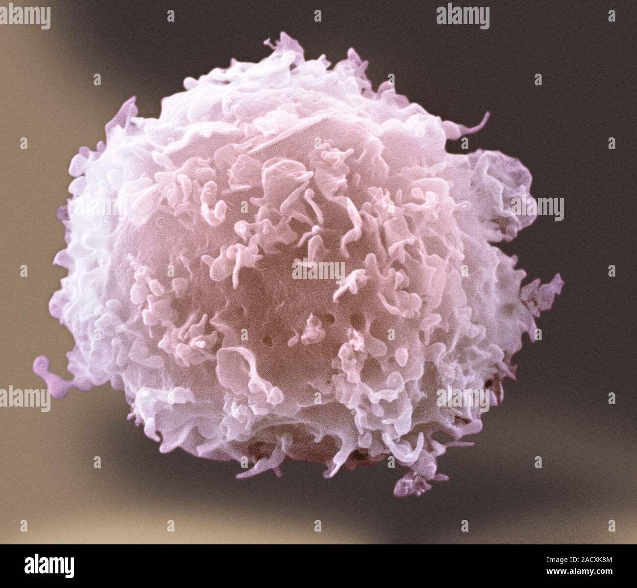 Monocyte white blood cell. Scanning electron micrograph (SEM) of a ...