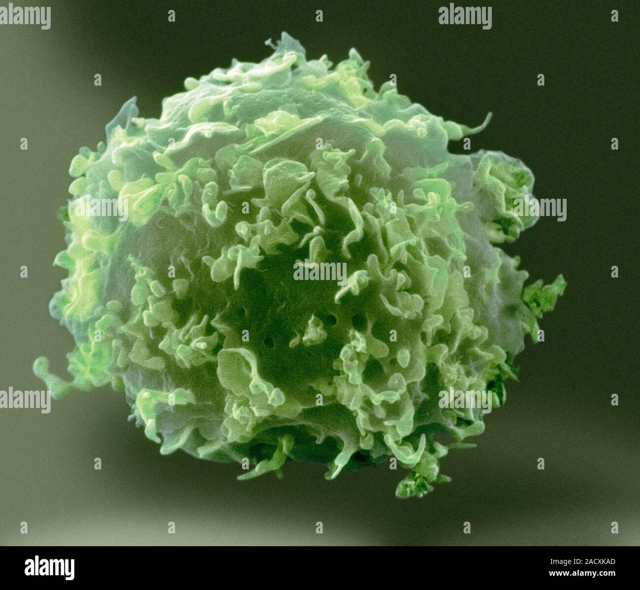 Monocyte white blood cell. Scanning electron micrograph (SEM) of a ...