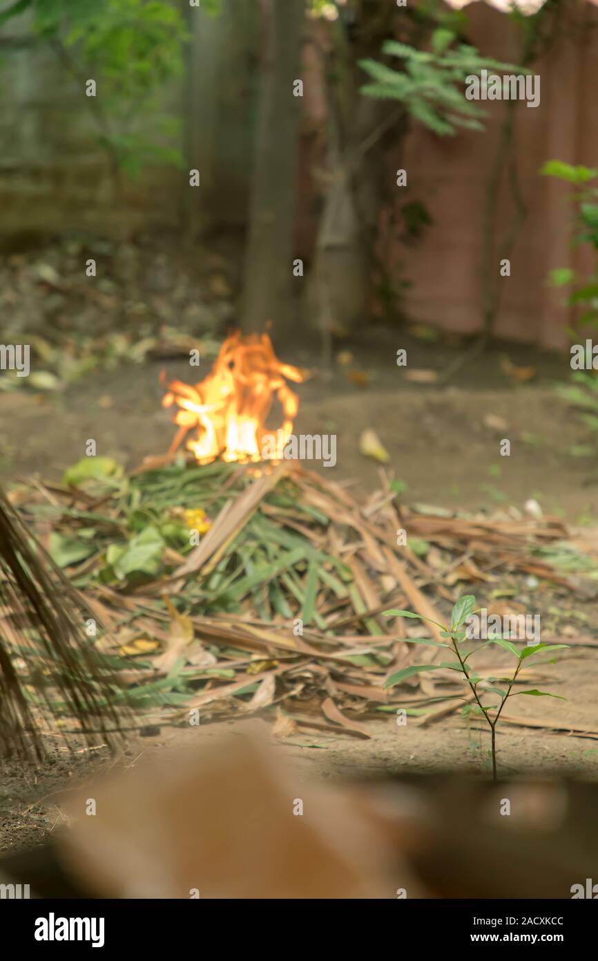 burn fire green and dry coconut tree leaf in garden Stock Photo - Alamy