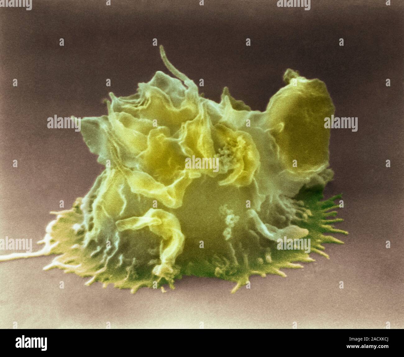 Monocyte white blood cell. Scanning electron micrograph (SEM) of a ...