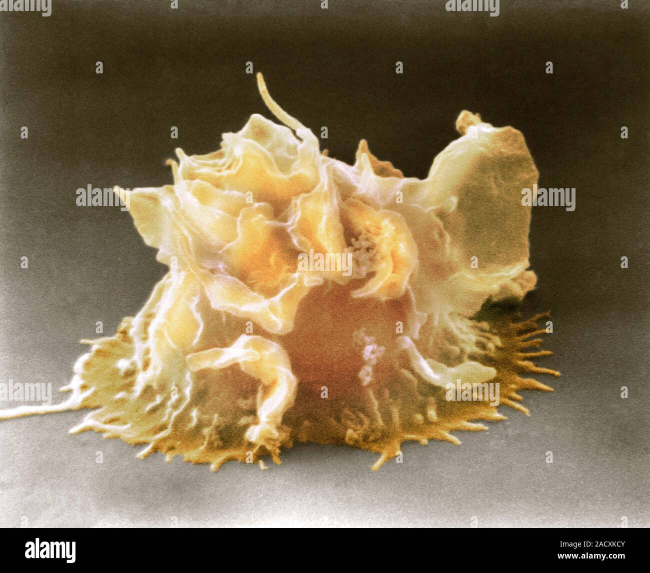 Monocyte white blood cell. Scanning electron micrograph (SEM) of a ...