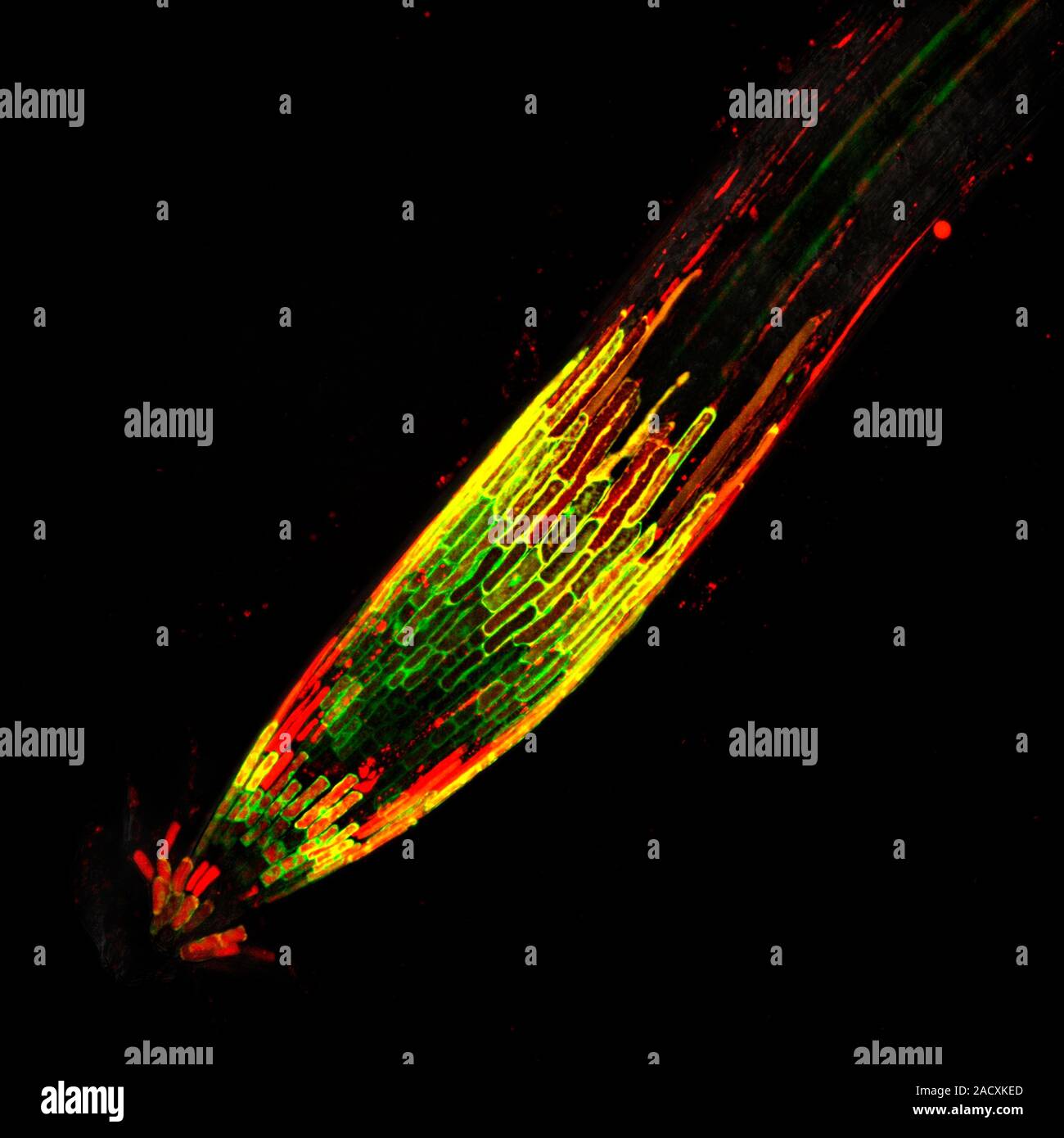 Arabidopsis root tip. Fluorescent light micrograph of in a root tip and ...