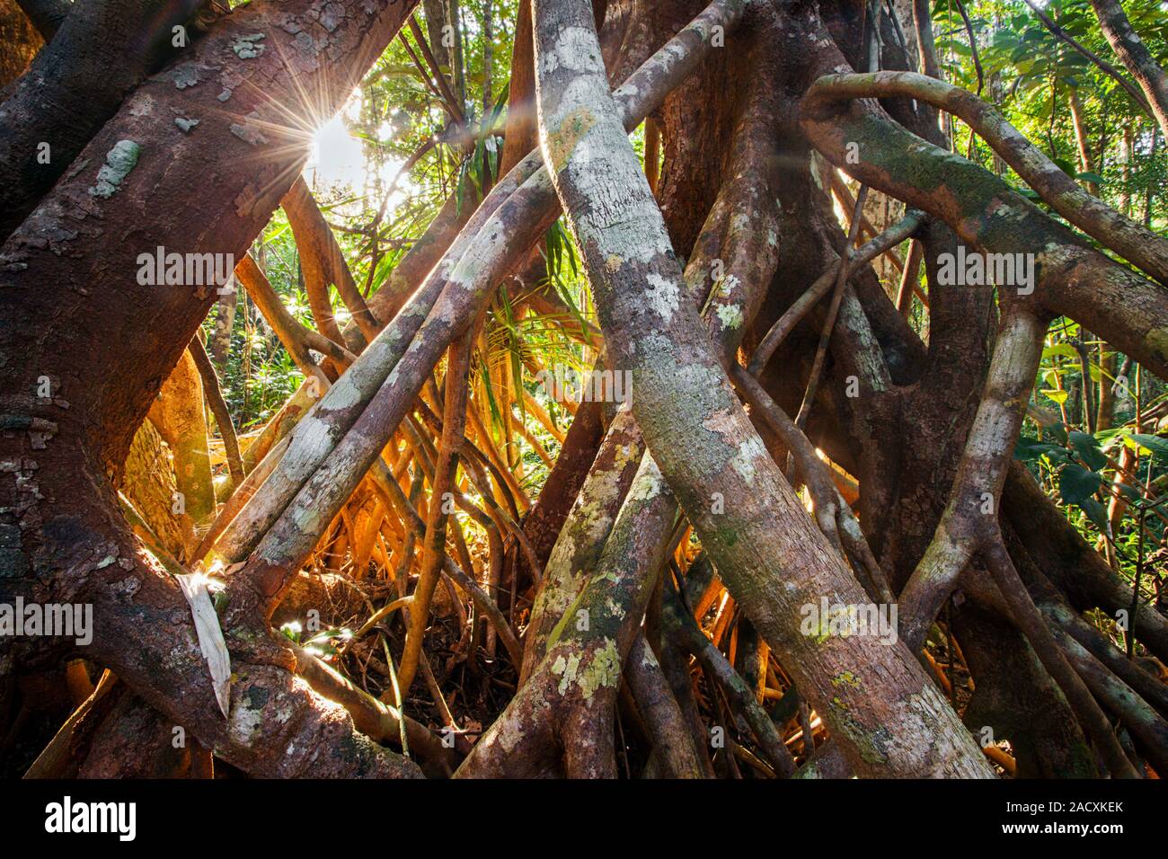 Aerial tree roots. These roots provide a large surface area for the ...