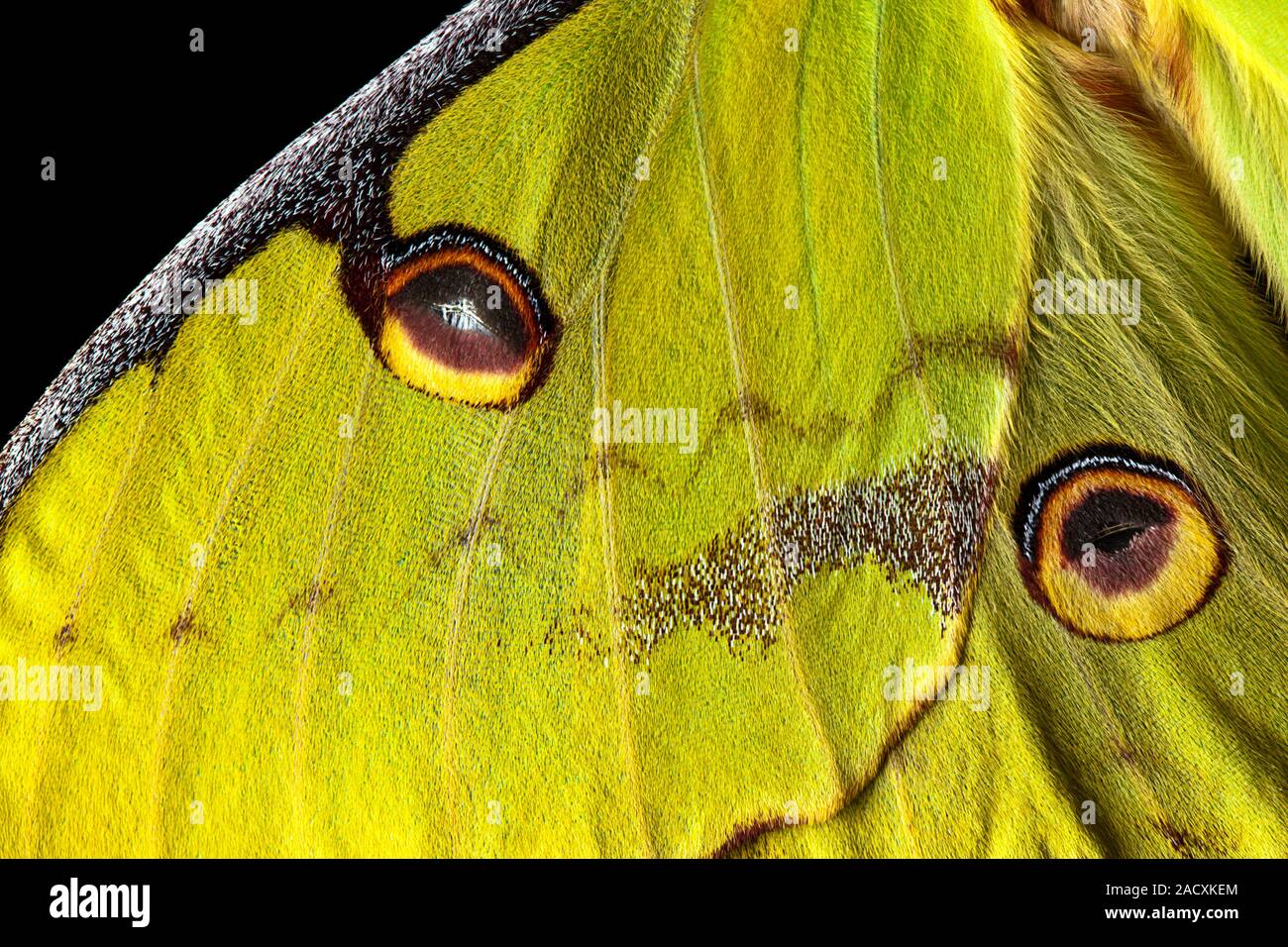 Wing of an African moon moth (Argema mimosae). This is a captive ...