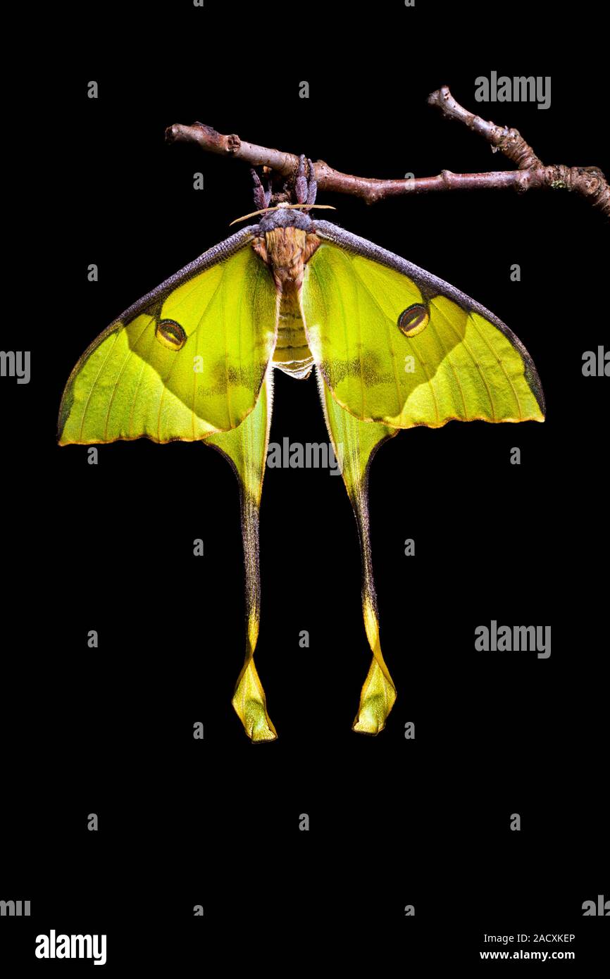 African moon moth (Argema mimosae). This is a captive specimen that ...