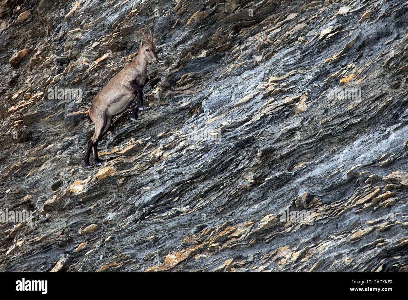 Alpine Ibex (Capra ibex) scrambling up a sheer rock face. Photographed ...
