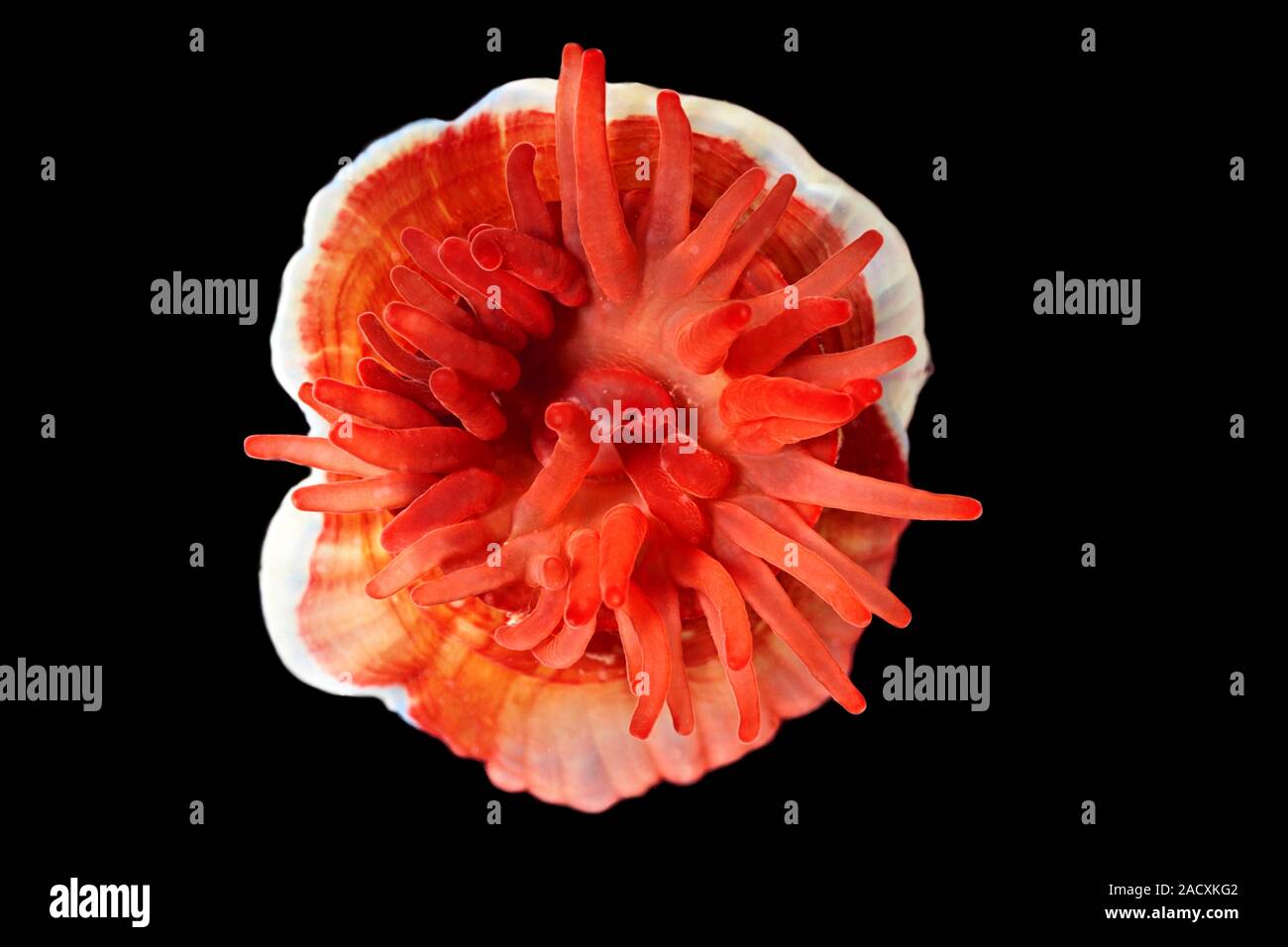 Beadlet anemone (Actinia equina) attached to a piece of glass ...
