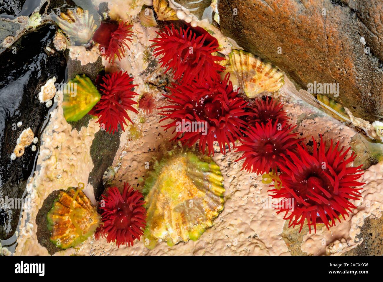 Beadlet anemone (Actinia equina, red) in a rock pool at low tide ...