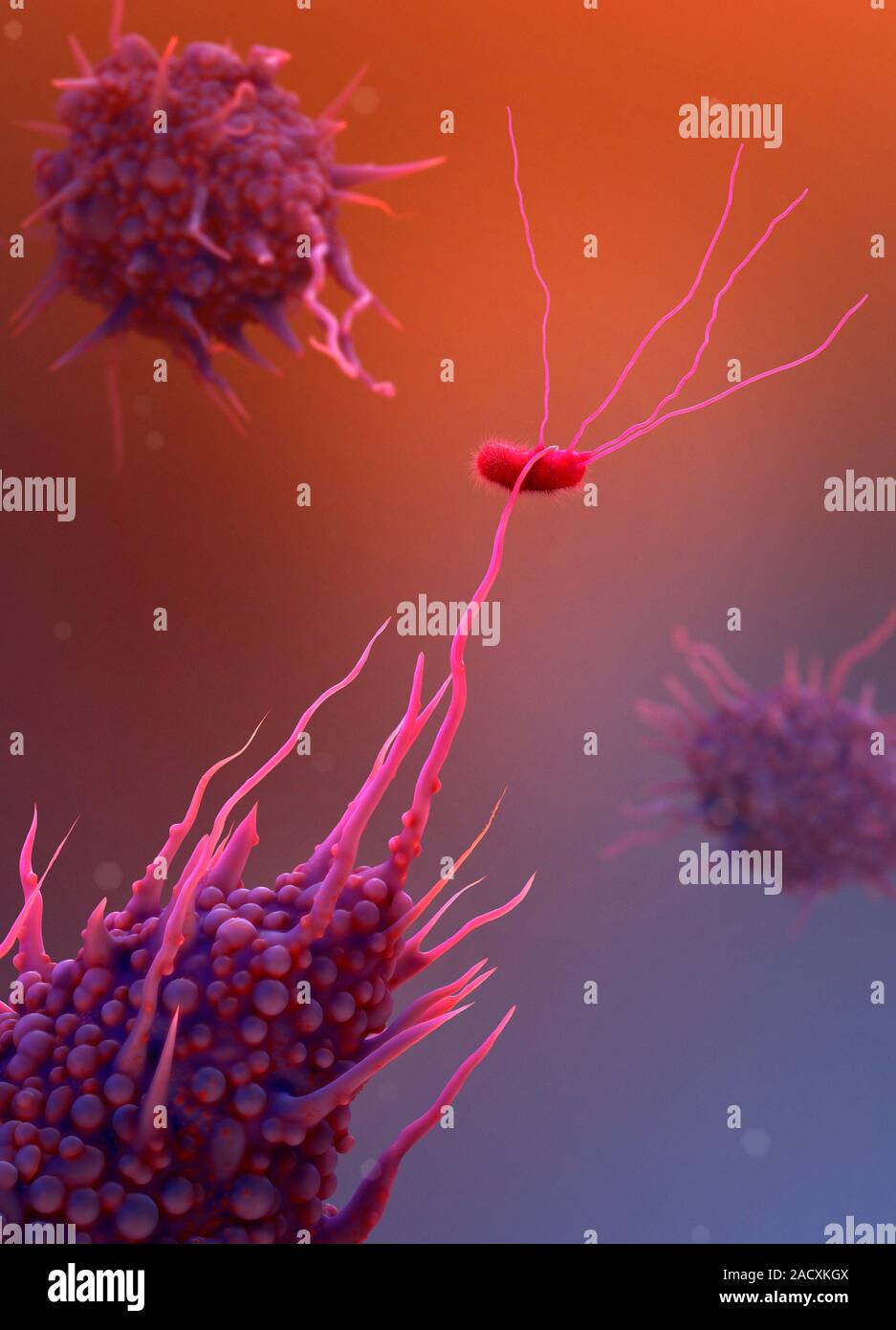 Macrophage engulfing bacteria, artwork. Macrophages are cells of the ...