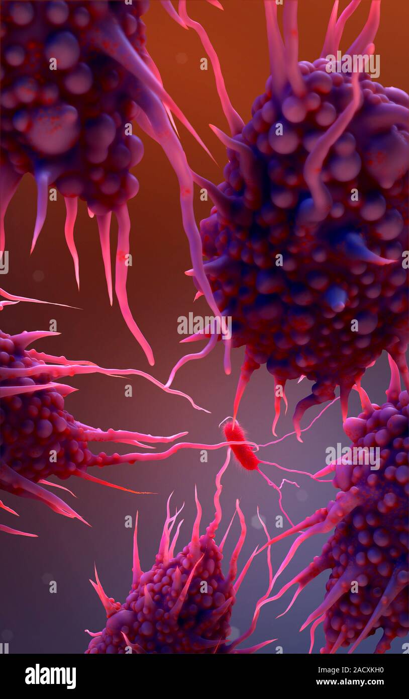 Macrophage engulfing bacteria, artwork. Macrophages are cells of the ...