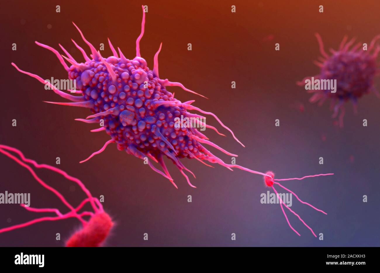 Macrophage engulfing bacteria, artwork. Macrophages are cells of the ...