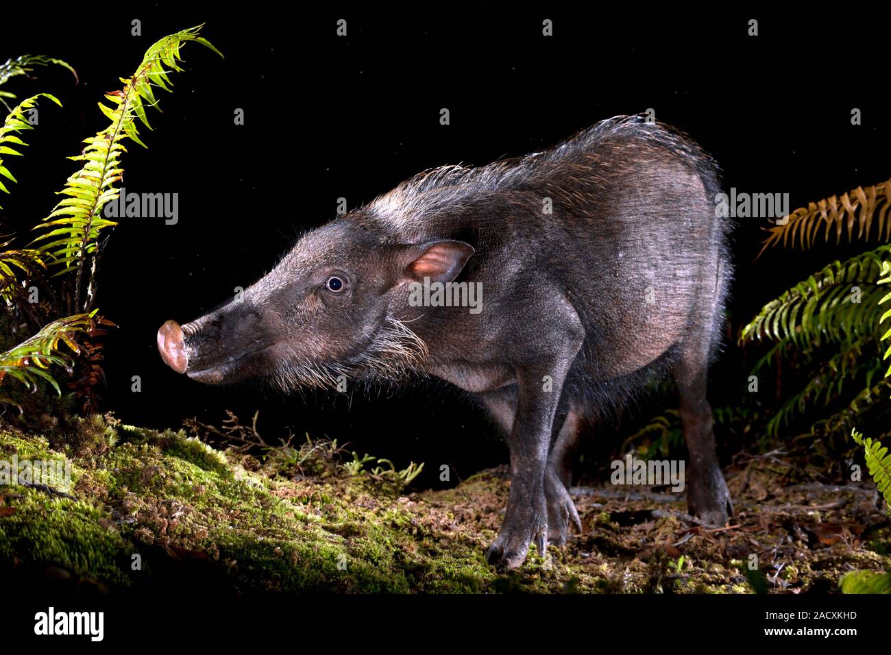 Bearded Pig (Sus barbatus) foraging for food at night. Photographed in ...