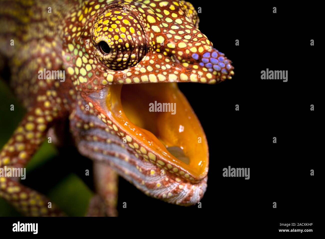 Blue-nosed chameleon (Calumma boettgeri). Photographed in Masoala ...