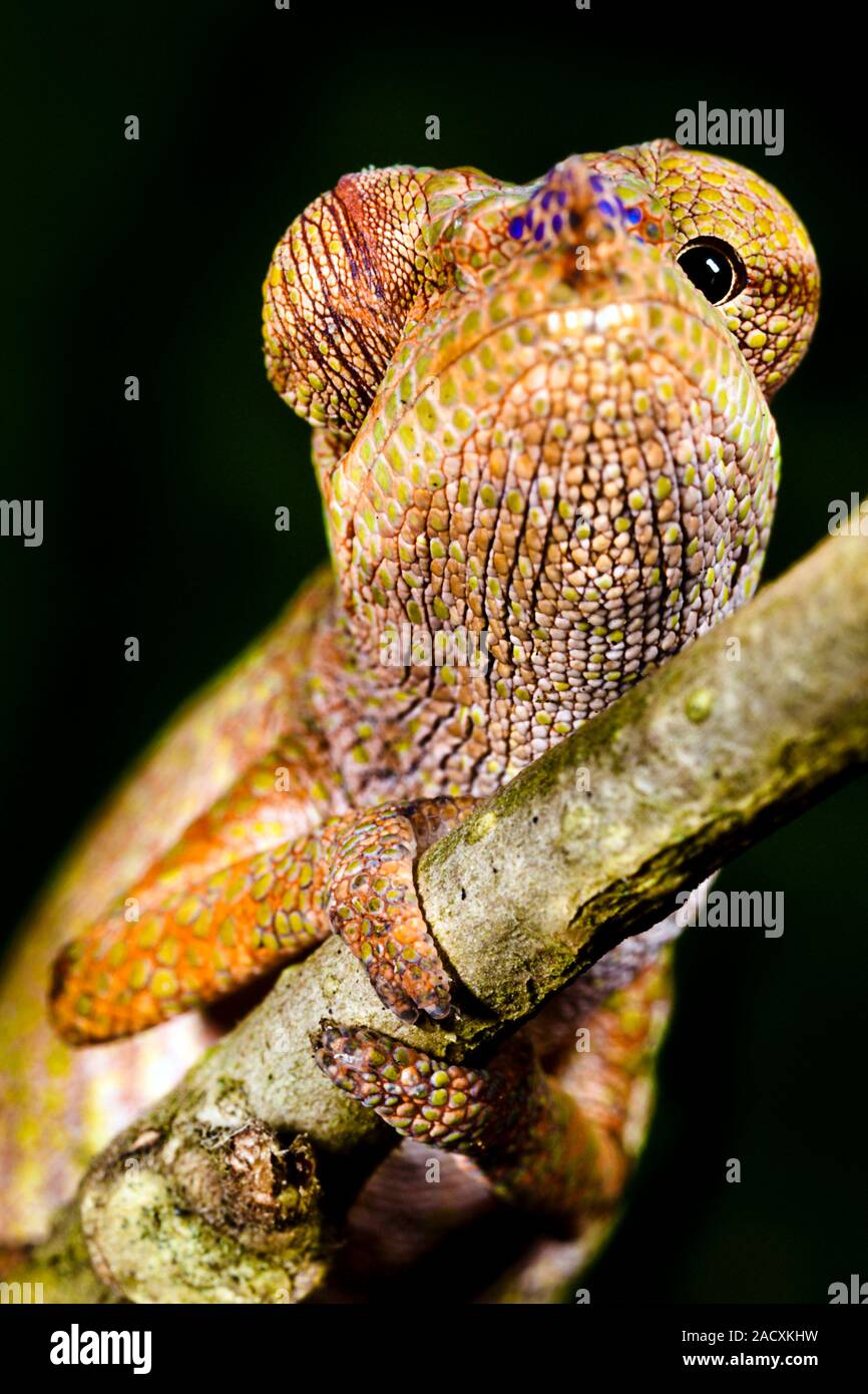 Blue-nosed chameleon (Calumma boettgeri). Photographed in Masoala ...