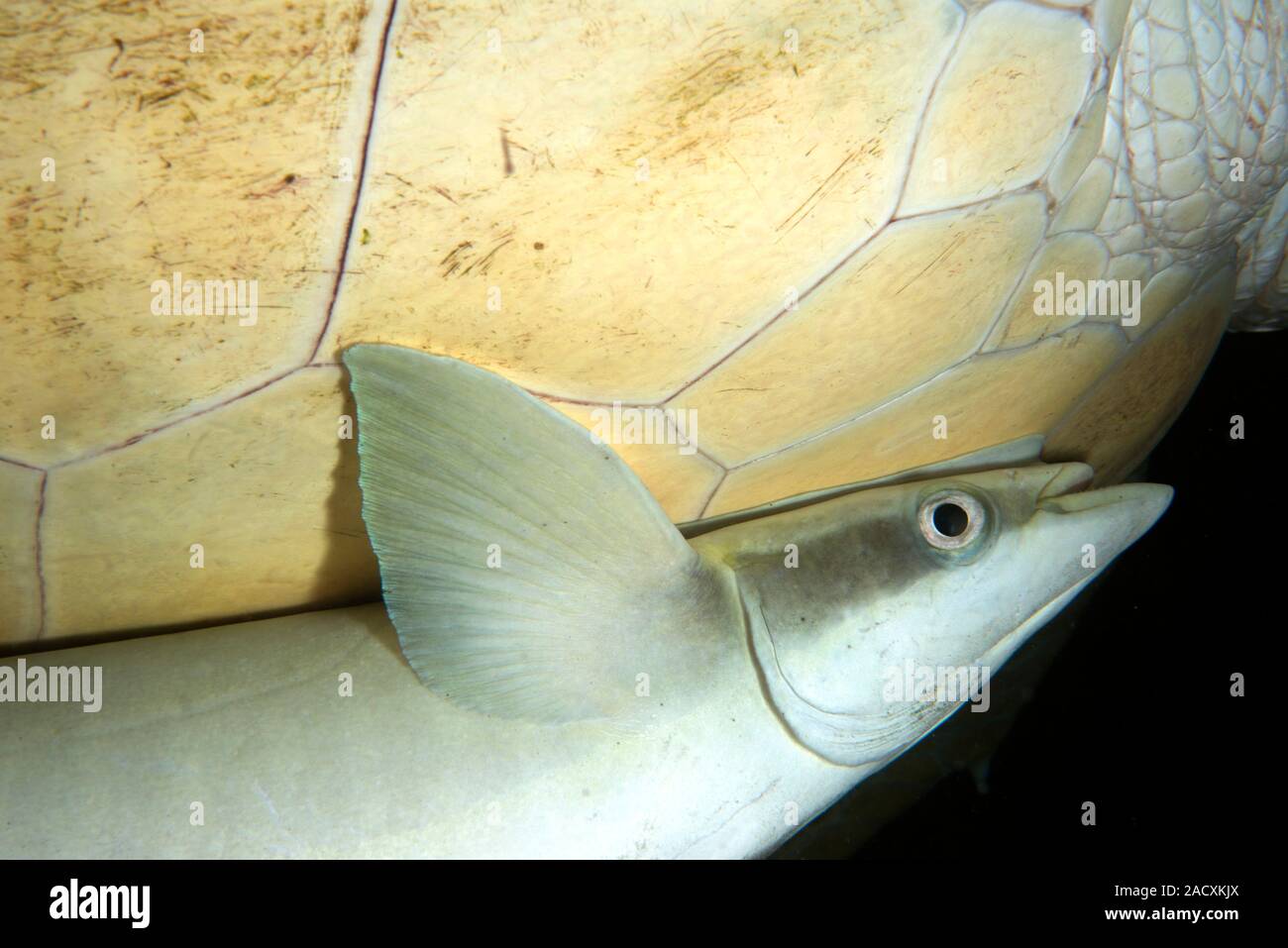 Remora attached to turtle. The remora (Echeneis naucrates), also called ...