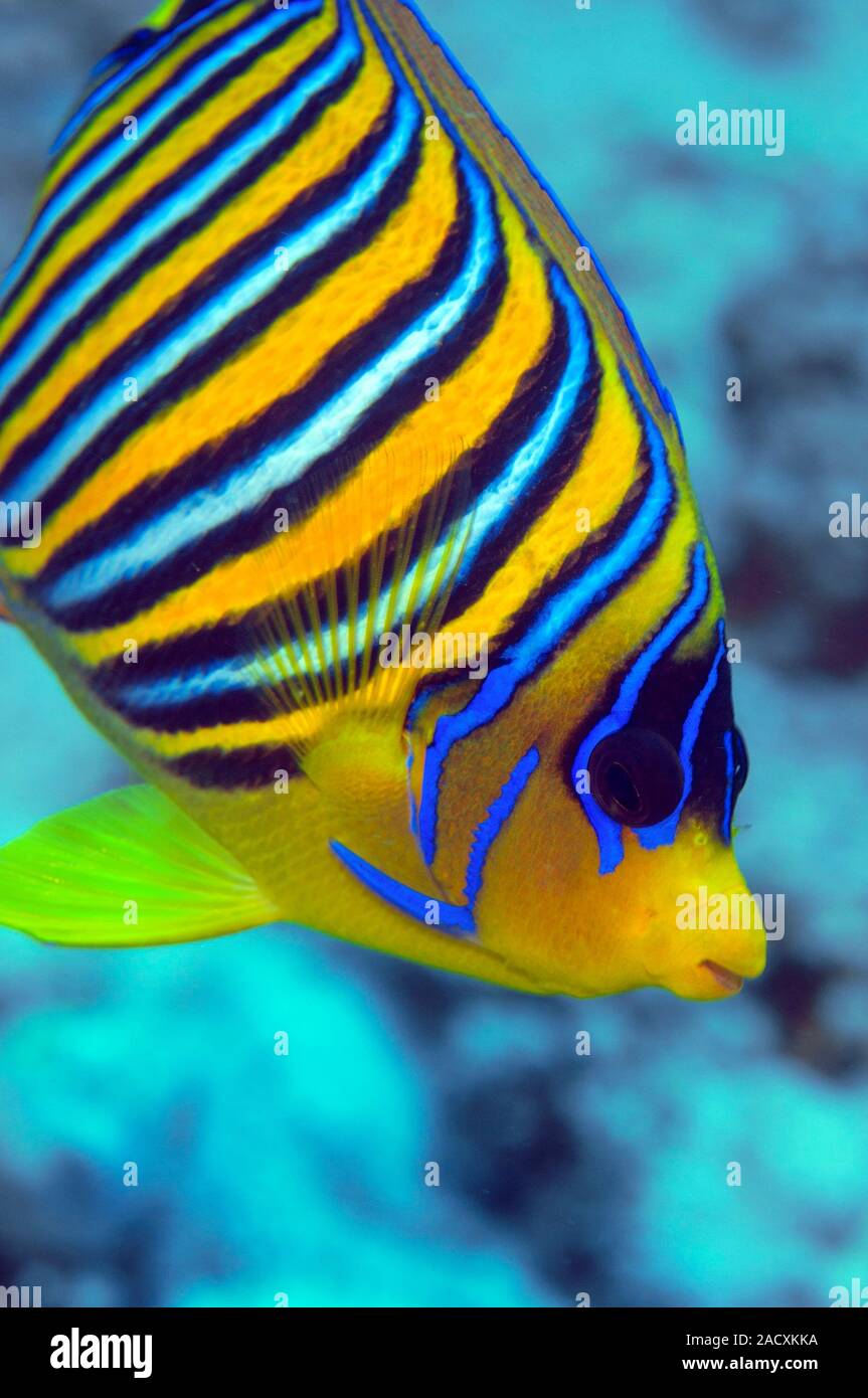 Regal angelfish (Pygoplites diacanthus), also known as the royal ...