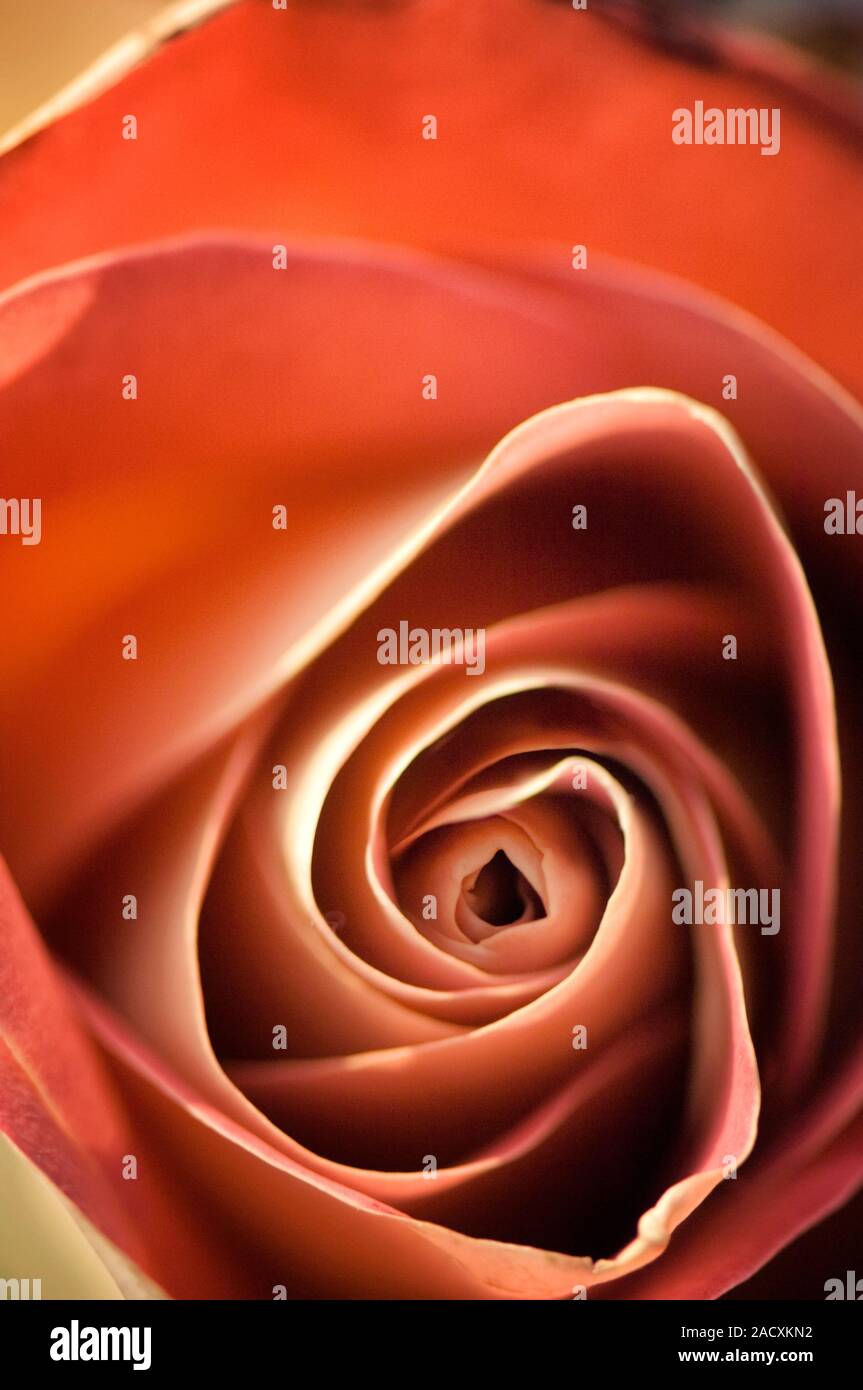Close up of single red rose flower (Rosa hybrid Stock Photo - Alamy