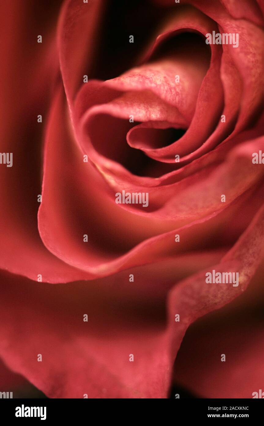 Close up of single red rose flower (Rosa hybrid Stock Photo - Alamy