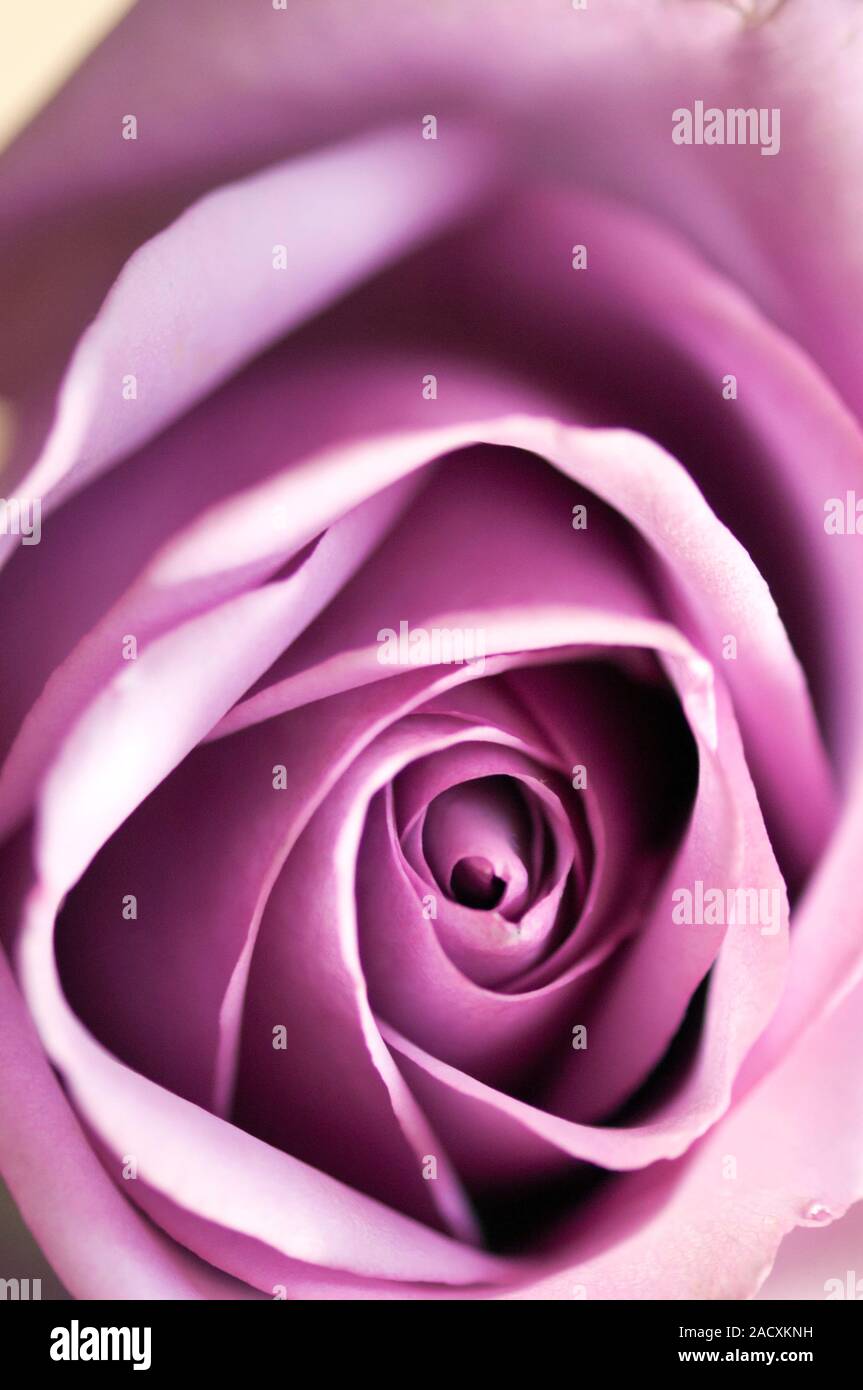 Close up of single purple rose flower (Rosa hybrid Stock Photo - Alamy