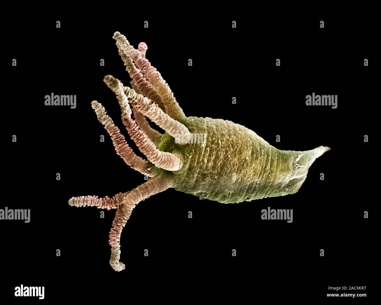 Coloured scanning electron micrograph (SEM) of a brown hydra (Hydra ...