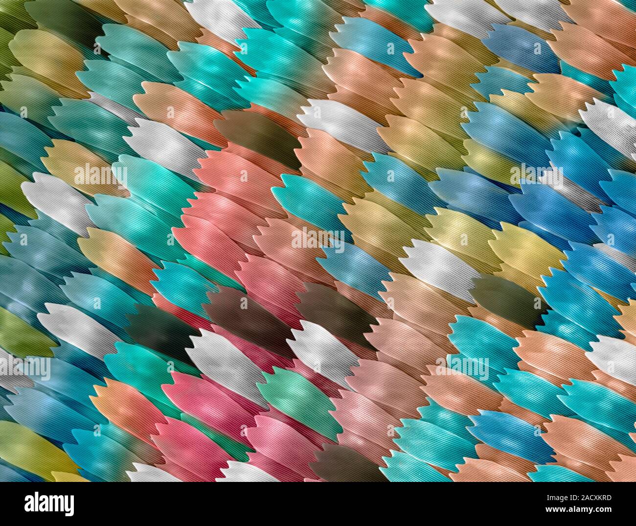 Coloured scanning electron micrograph (SEM) of scales on the wing of a ...