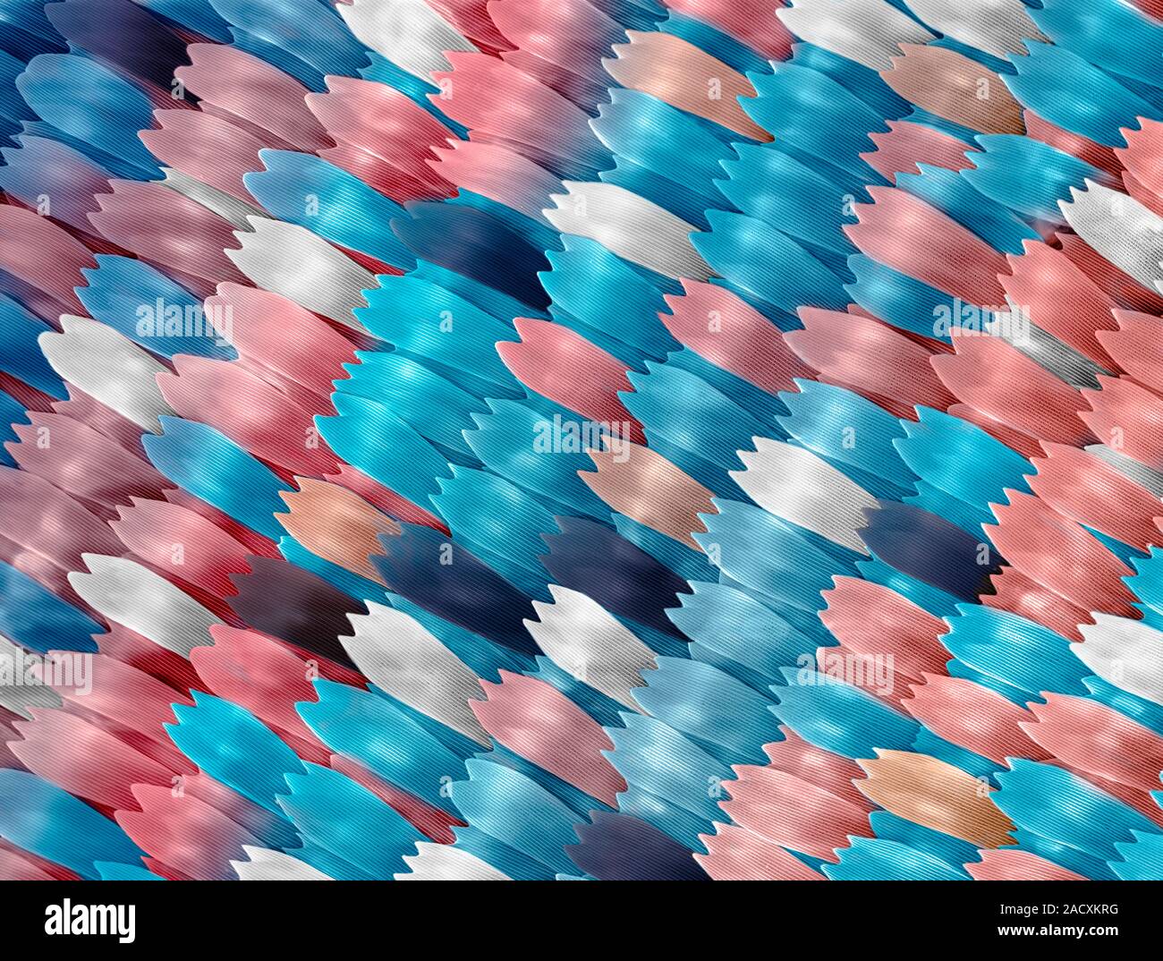 Coloured scanning electron micrograph (SEM) of scales on the wing of a ...